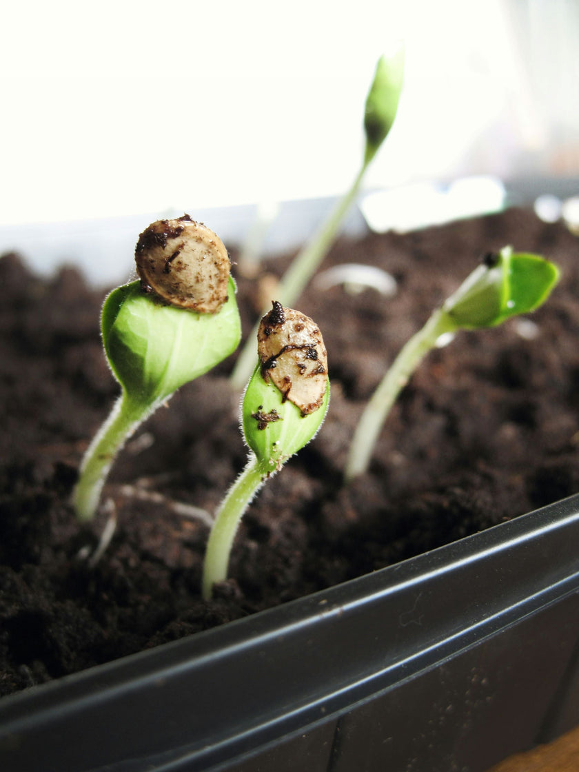 Seed Coating Inspection Vision System